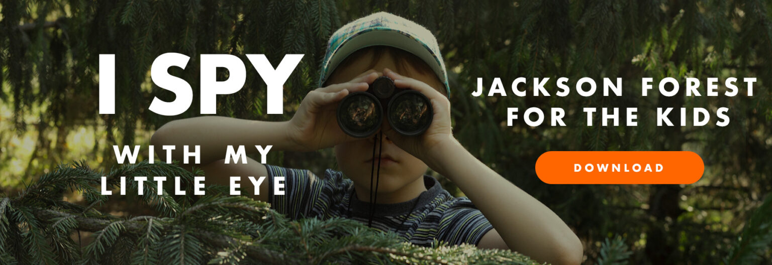 Jackson Demonstration State Forest - Fort Bragg
