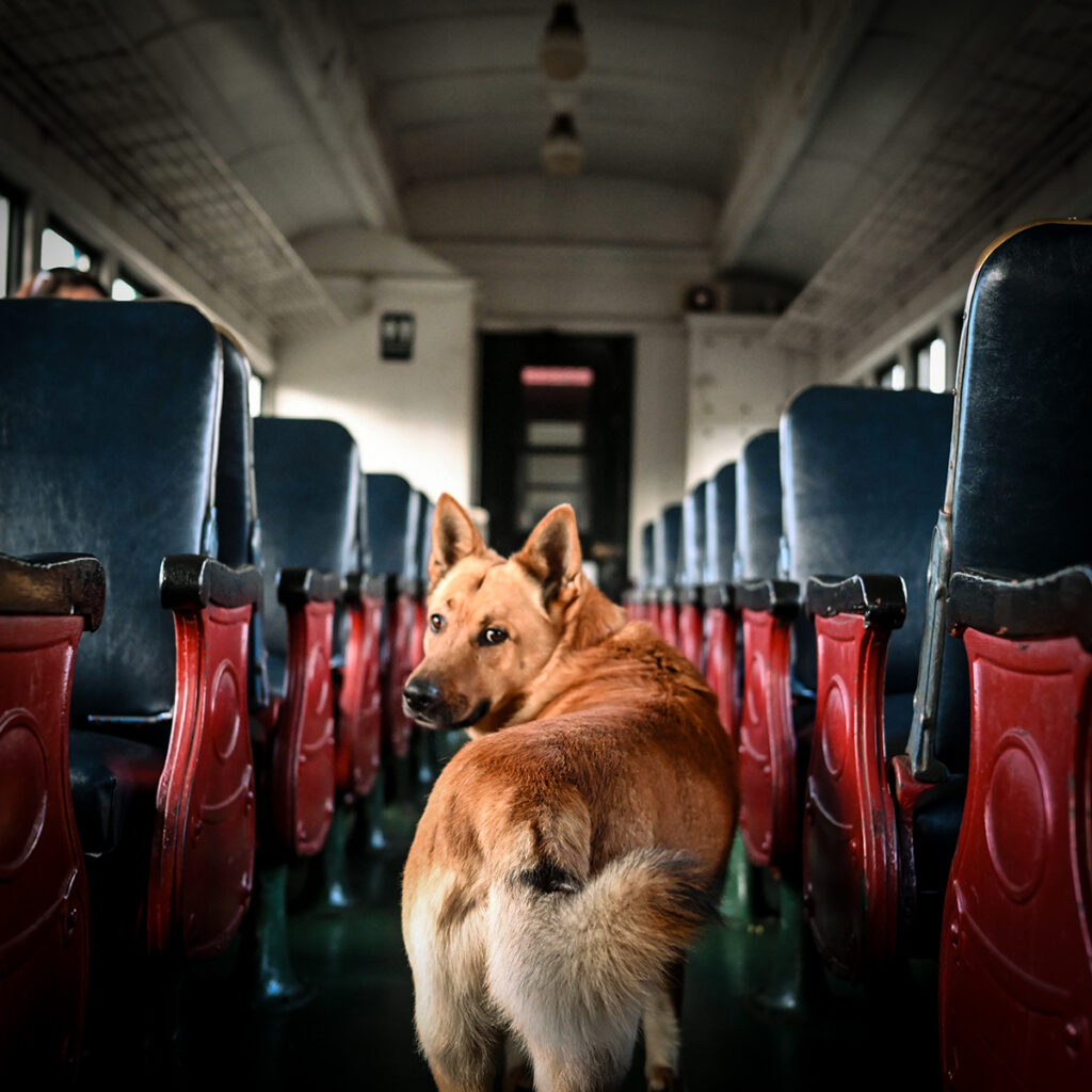 Top 10 Dog Friendly Activities in and Around Fort Bragg - Fort Bragg