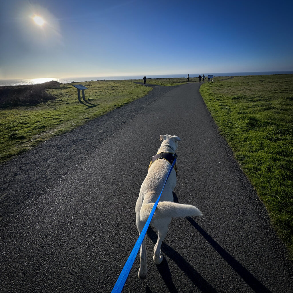 Top 10 Dog Friendly Activities in and Around Fort Bragg - Fort Bragg