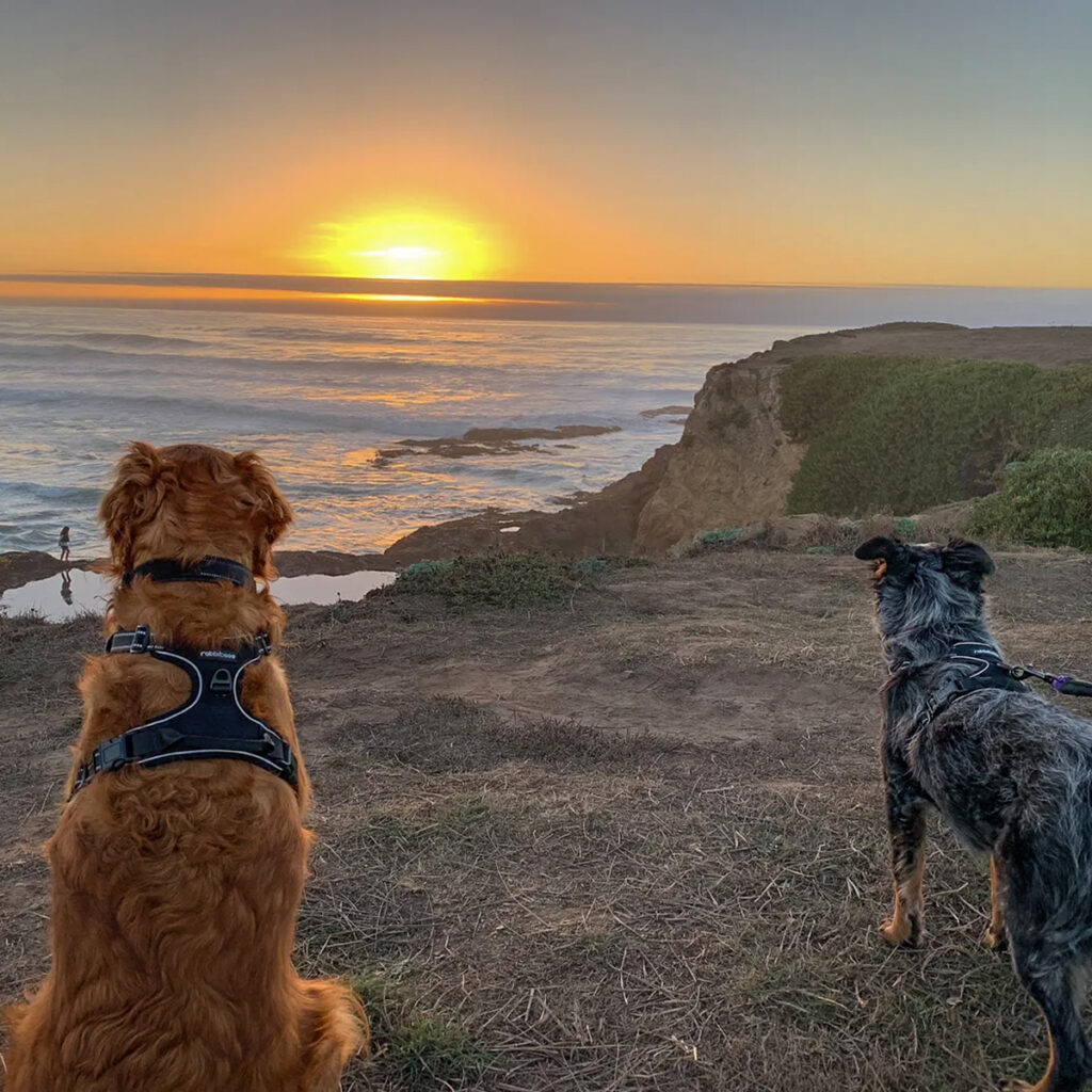 Top 10 Dog Friendly Activities in and Around Fort Bragg - Fort Bragg